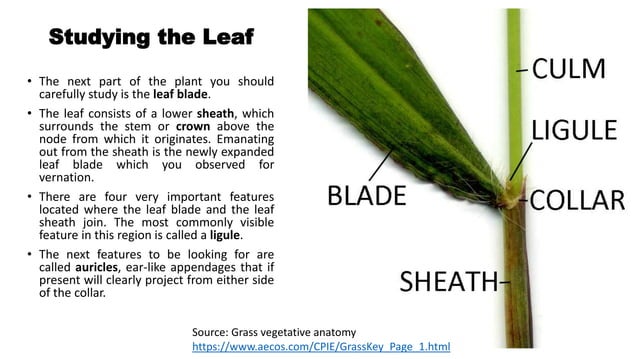 Introduction to Grasses: Turfgrass Management | PDF