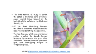 Introduction to Grasses: Turfgrass Management | PDF