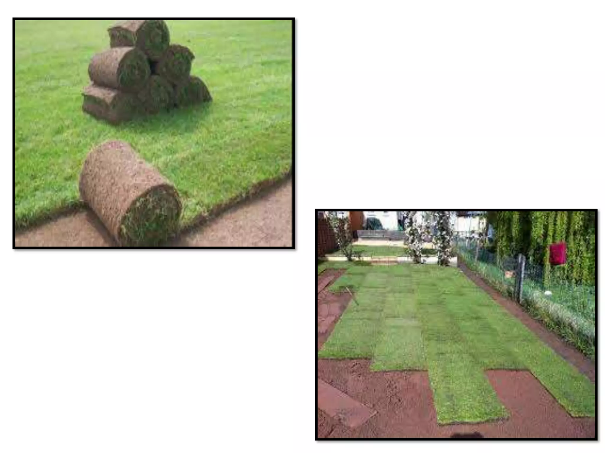 Turf grass pdf | PDF