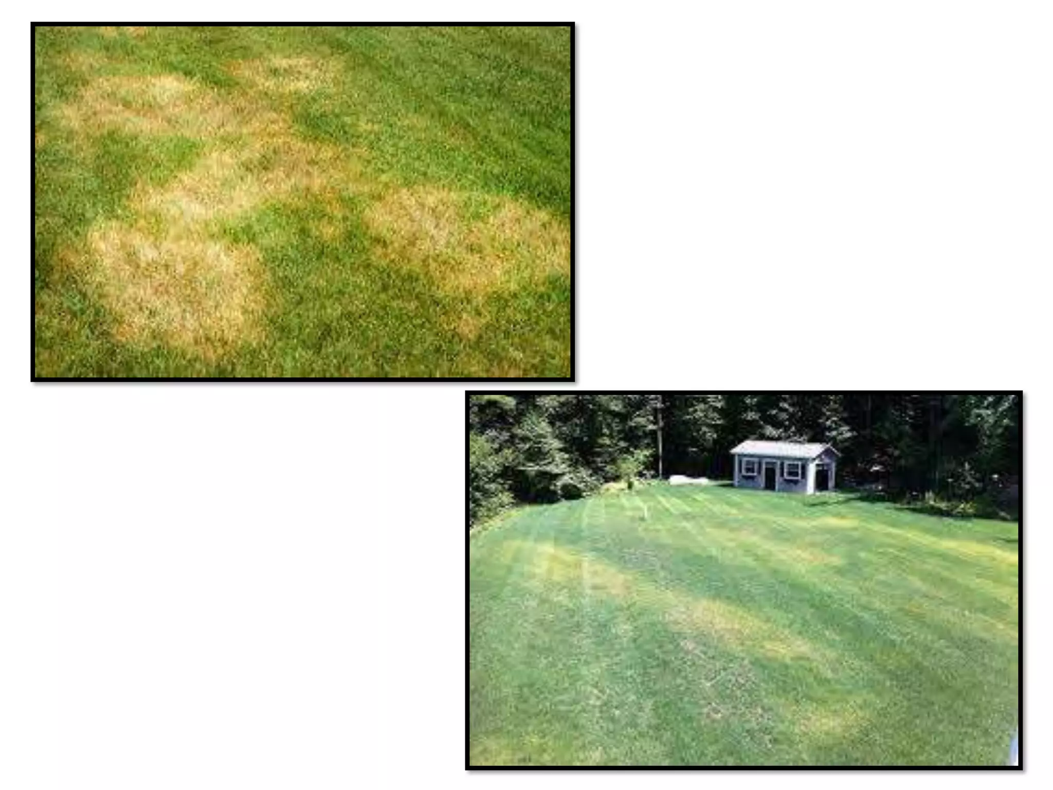 Turf grass pdf | PDF