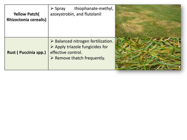 Turf grass pdf | PDF | Gardening | Home & Garden