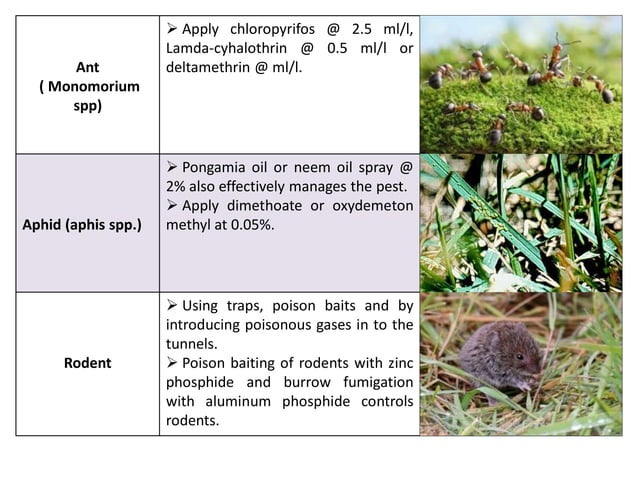 Turf grass pdf | PDF | Gardening | Home & Garden