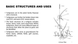 intro to turfgrass science: Intro to Grasses | PPTX