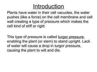 Turgor pressure lab | PPT