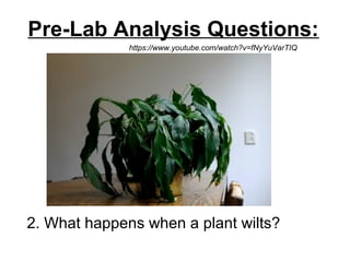 Turgor pressure lab | PPT