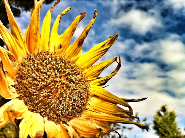 Turingsunflowers presentation @ hackmanchester | PPT