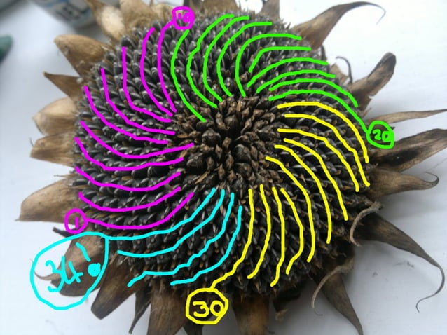 Turingsunflowers presentation @ hackmanchester | PPT