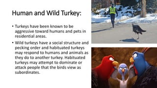 Turkey | PPTX | Birds | Pets
