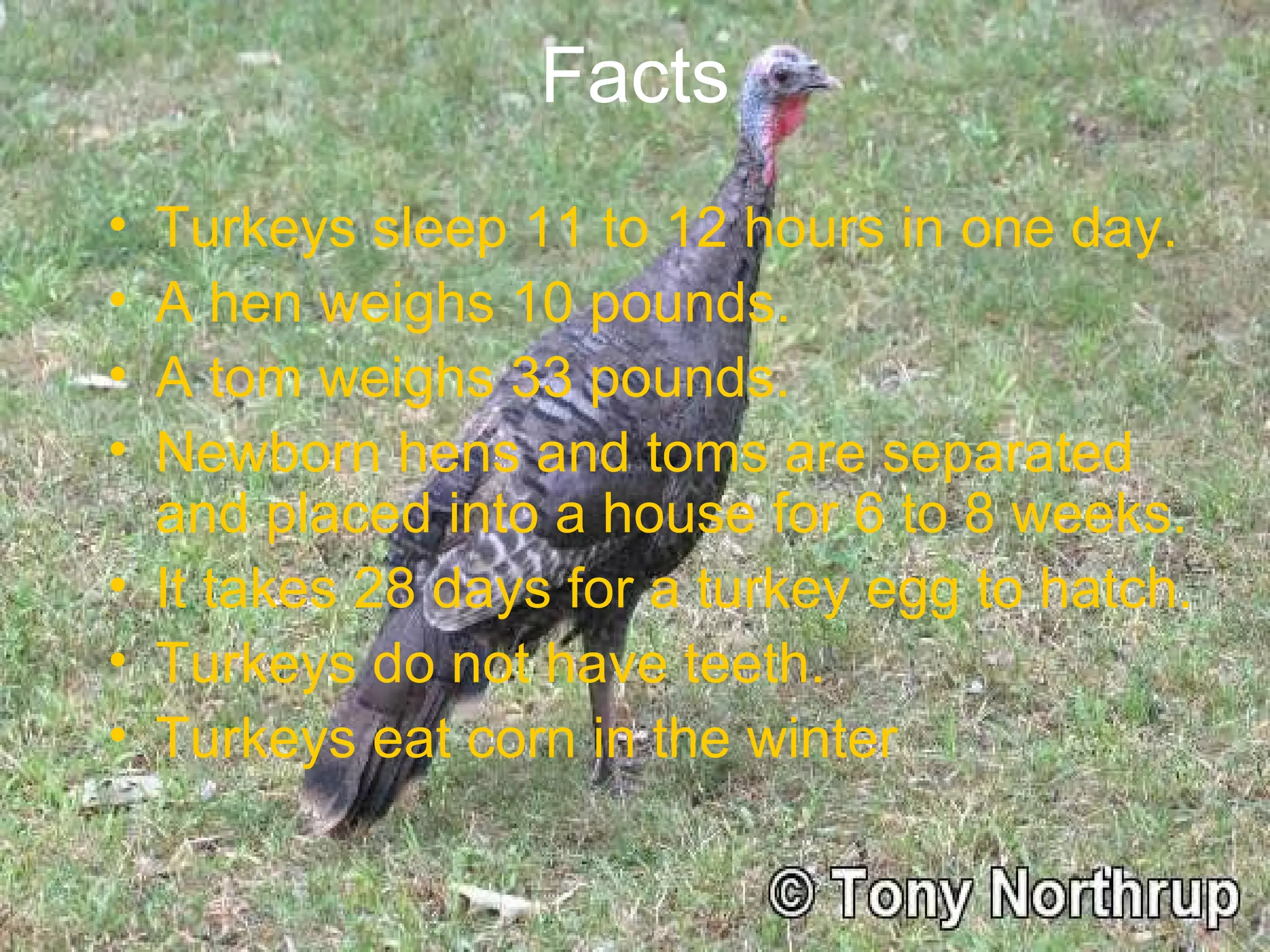 Turkey--Bailey | PPT | Birds | Pets