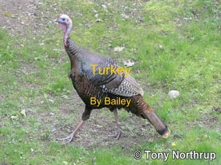 Turkey--Bailey | PPT