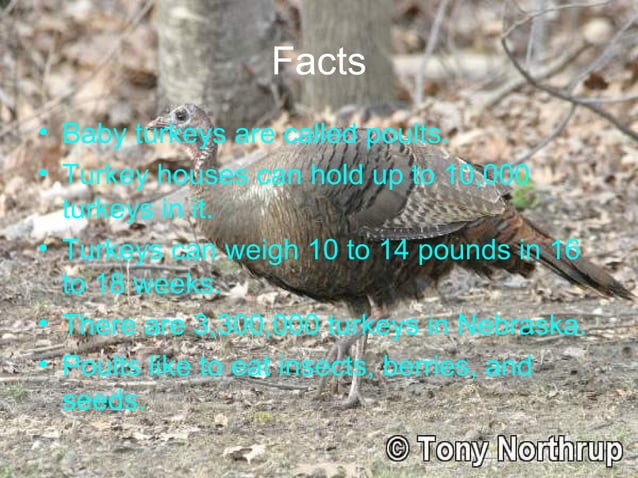 Turkey--Bailey | PPT | Birds | Pets