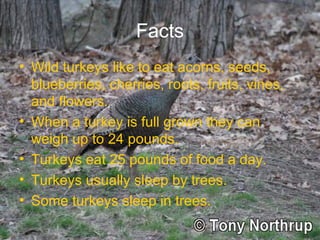 Turkey--Bailey | PPT | Birds | Pets