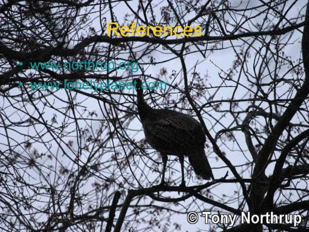 Turkey--Bailey | PPT | Birds | Pets
