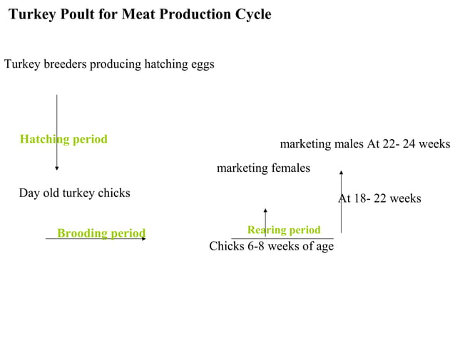 Turkey and poultry meat production | PPT