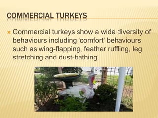 Turkey farming | PPTX