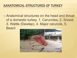 Turkey farming | PPTX
