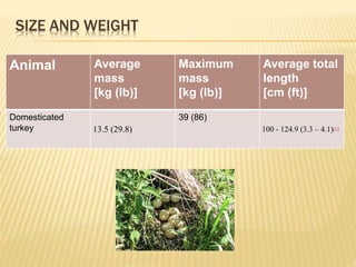 Turkey farming | PPTX