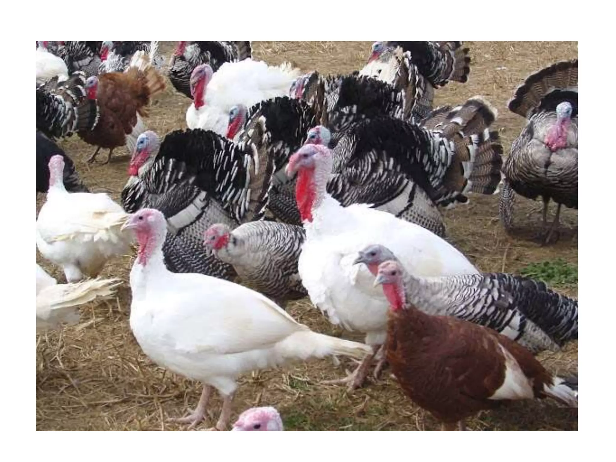 turkey farming.pptx