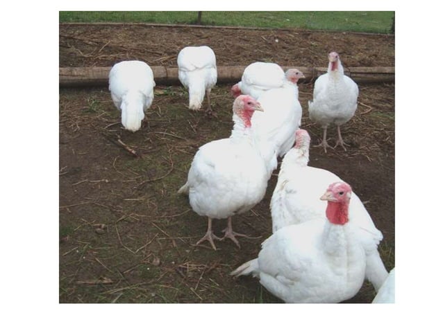 turkey farming.pptx | Birds | Pets
