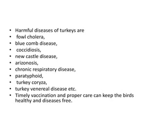 turkey farming.pptx