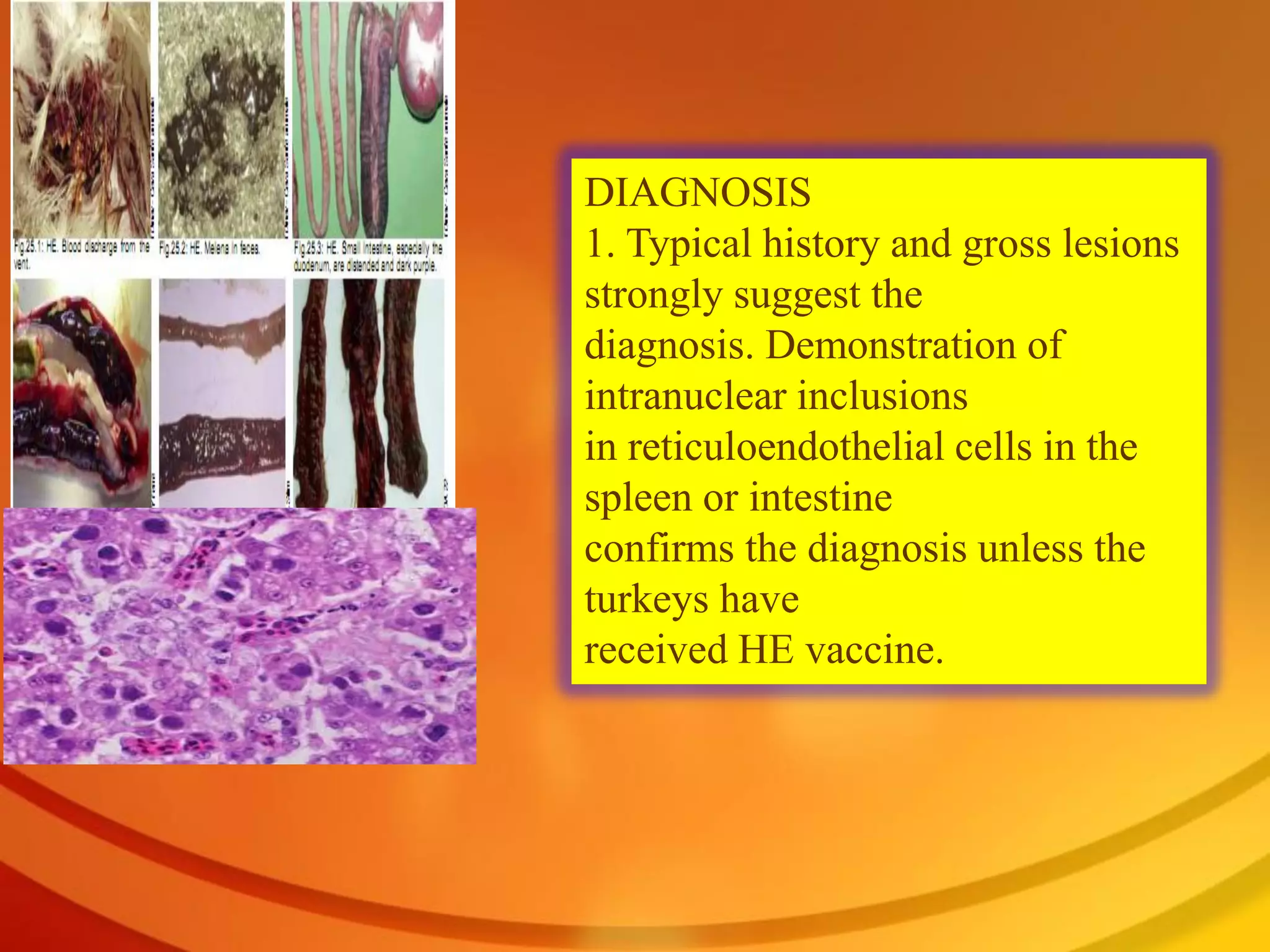 turkey haemoragic enteritis.pdf
