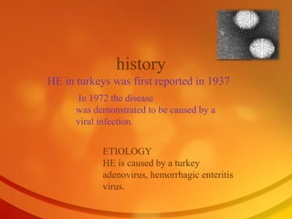 turkey haemoragic enteritis.pdf