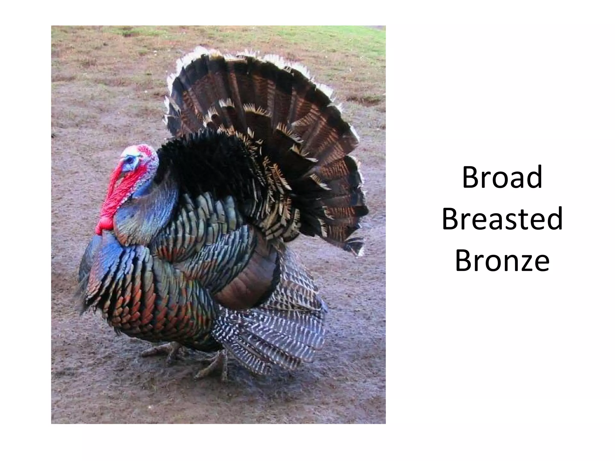 Turkeys | PPT