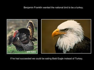 Turkeys 2 | PPT