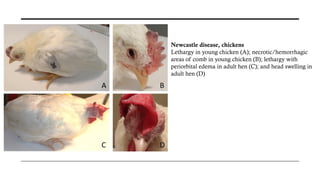 TURKEYS – COMMON DISEASES AND THEIR MANAGEMENT[1].pptx