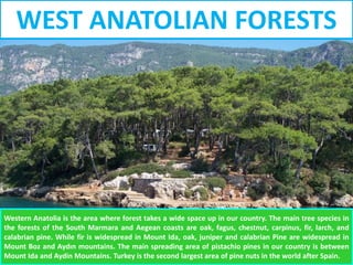 Turkey's' vegetation | PPT