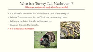 Food as Medicine:Turkey Tail Mushroom, Trametes versicolor | PDF