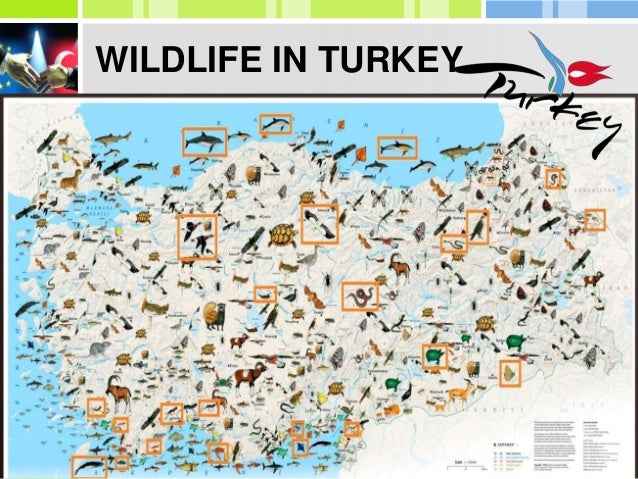 Turkey wildlife