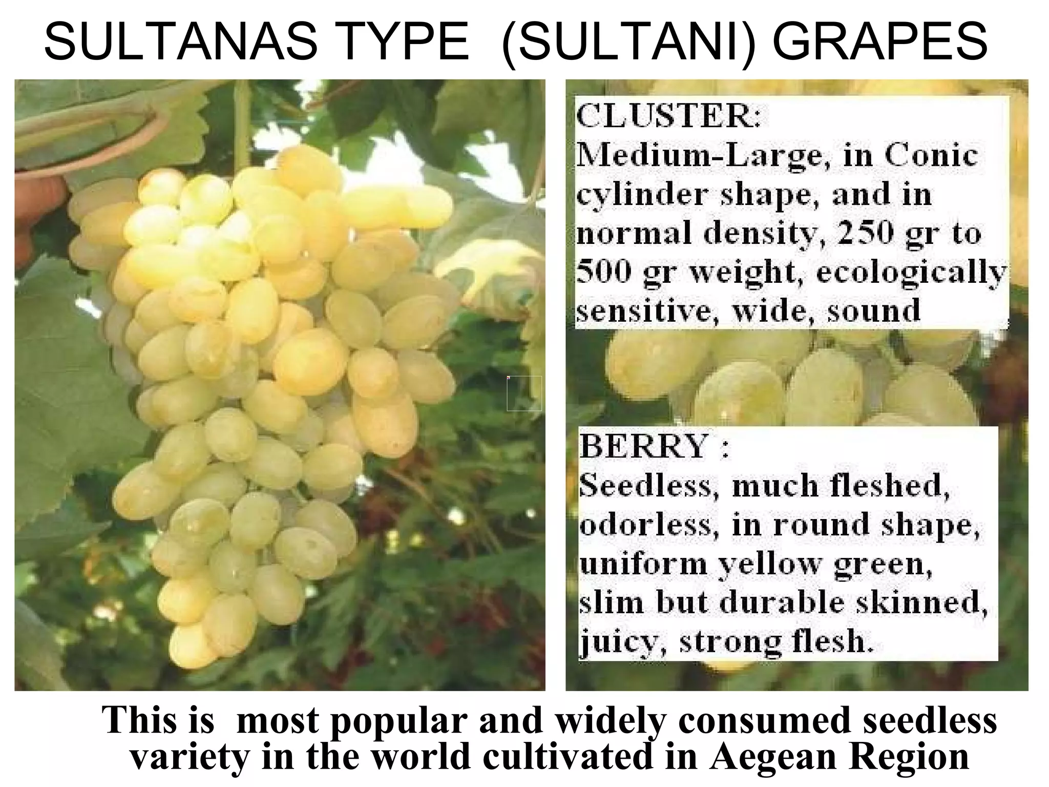 Turkish Sultanas Processing Stages | PPT