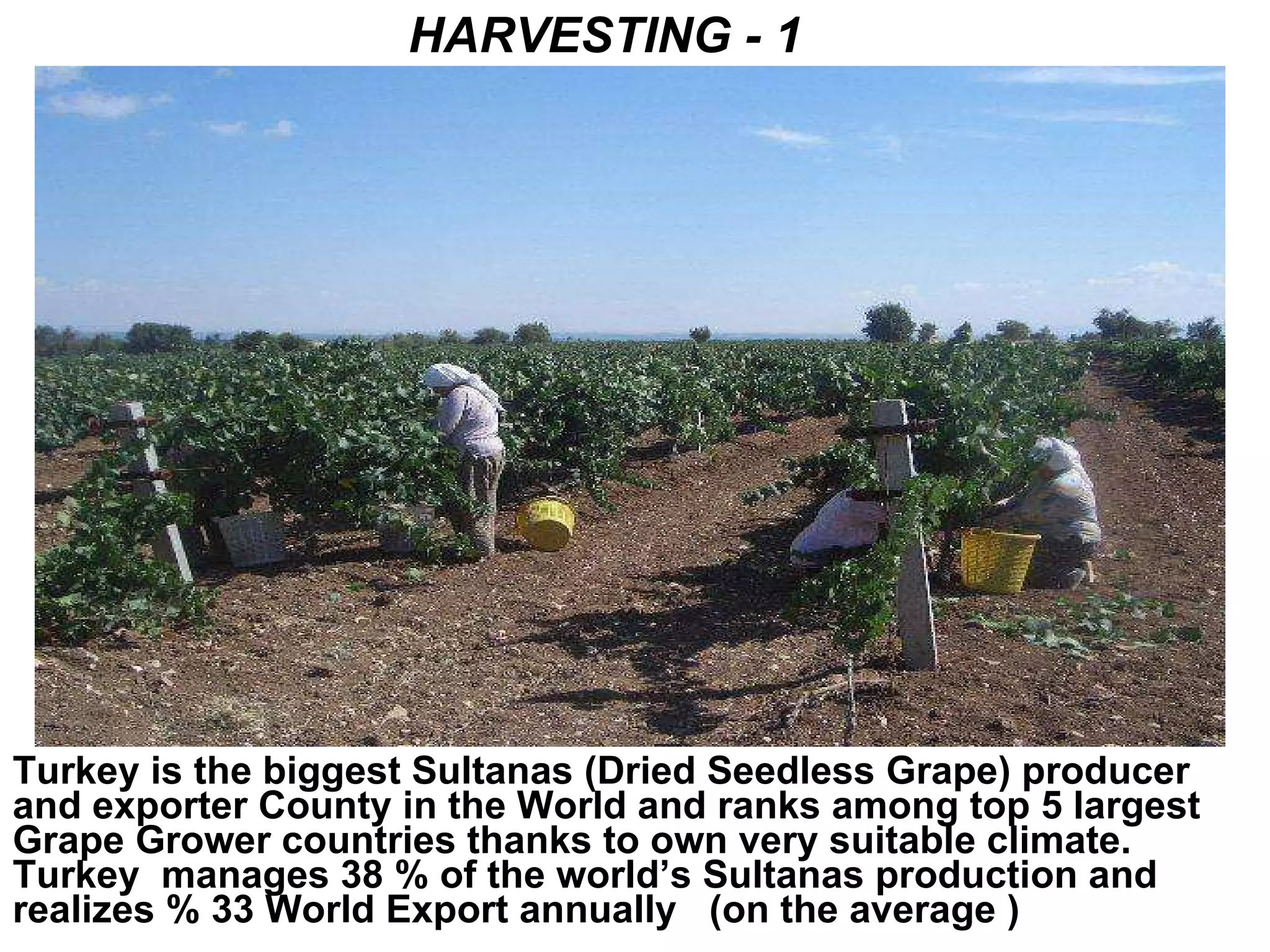 Turkish Sultanas Processing Stages | PPT