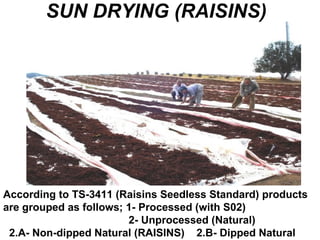 Turkish Sultanas Processing Stages | PPT