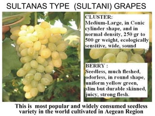Turkish Sultanas Processing Stages | PPT