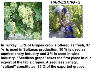 Turkish Sultanas Processing Stages | PPT