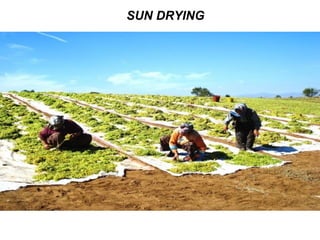 Turkish Sultanas Processing Stages | PPT