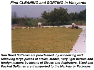 Turkish Sultanas Processing Stages | PPT
