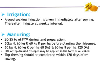 Scientific cultivation of Turmeric | PPTX