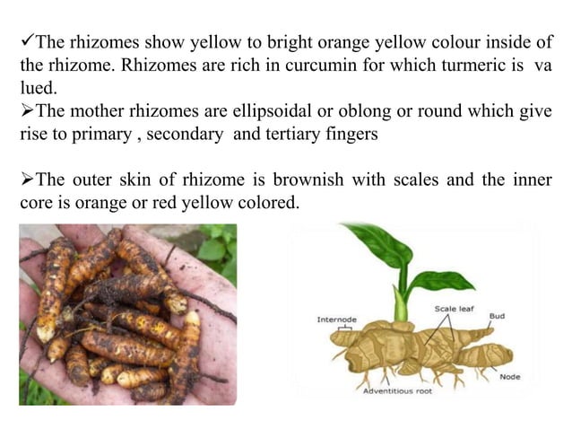 Turmeric.pptx | Gardening | Home & Garden
