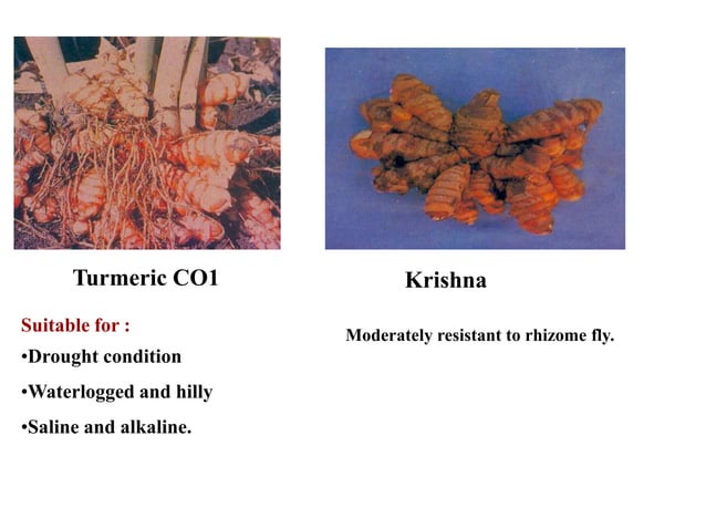 Turmeric.pptx | Gardening | Home & Garden