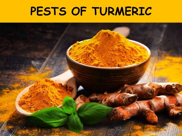 Turmeric.pptx