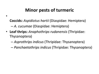 Turmeric.pptx