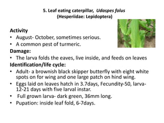 Turmeric.pptx