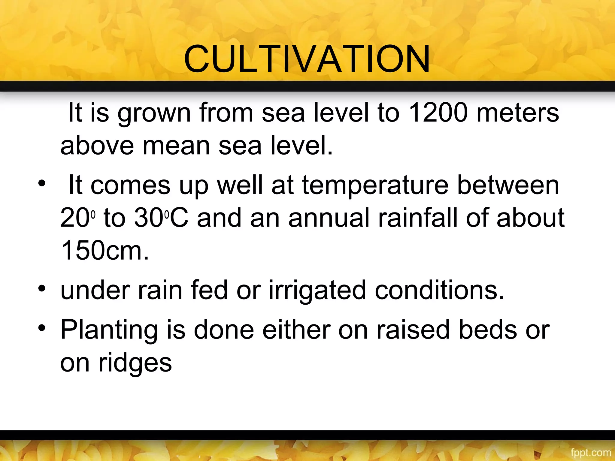 TURMERIC PROCESSING | PPT
