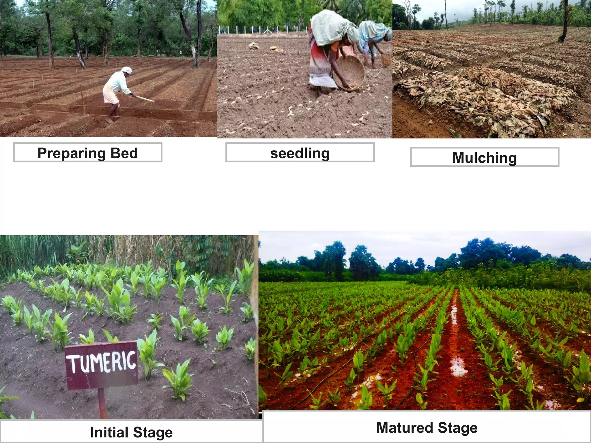 TURMERIC PROCESSING | PPT