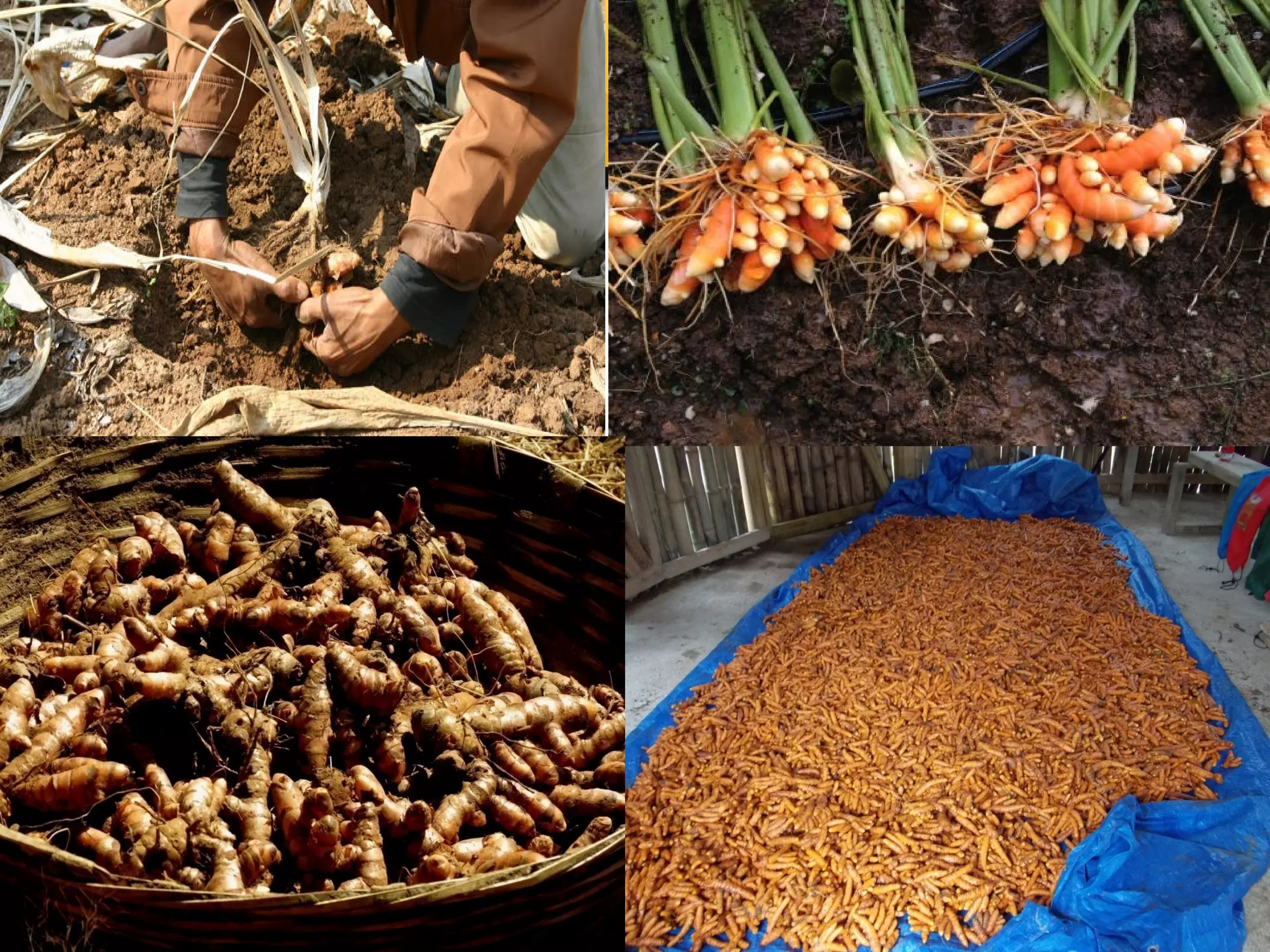 TURMERIC PROCESSING | PPT