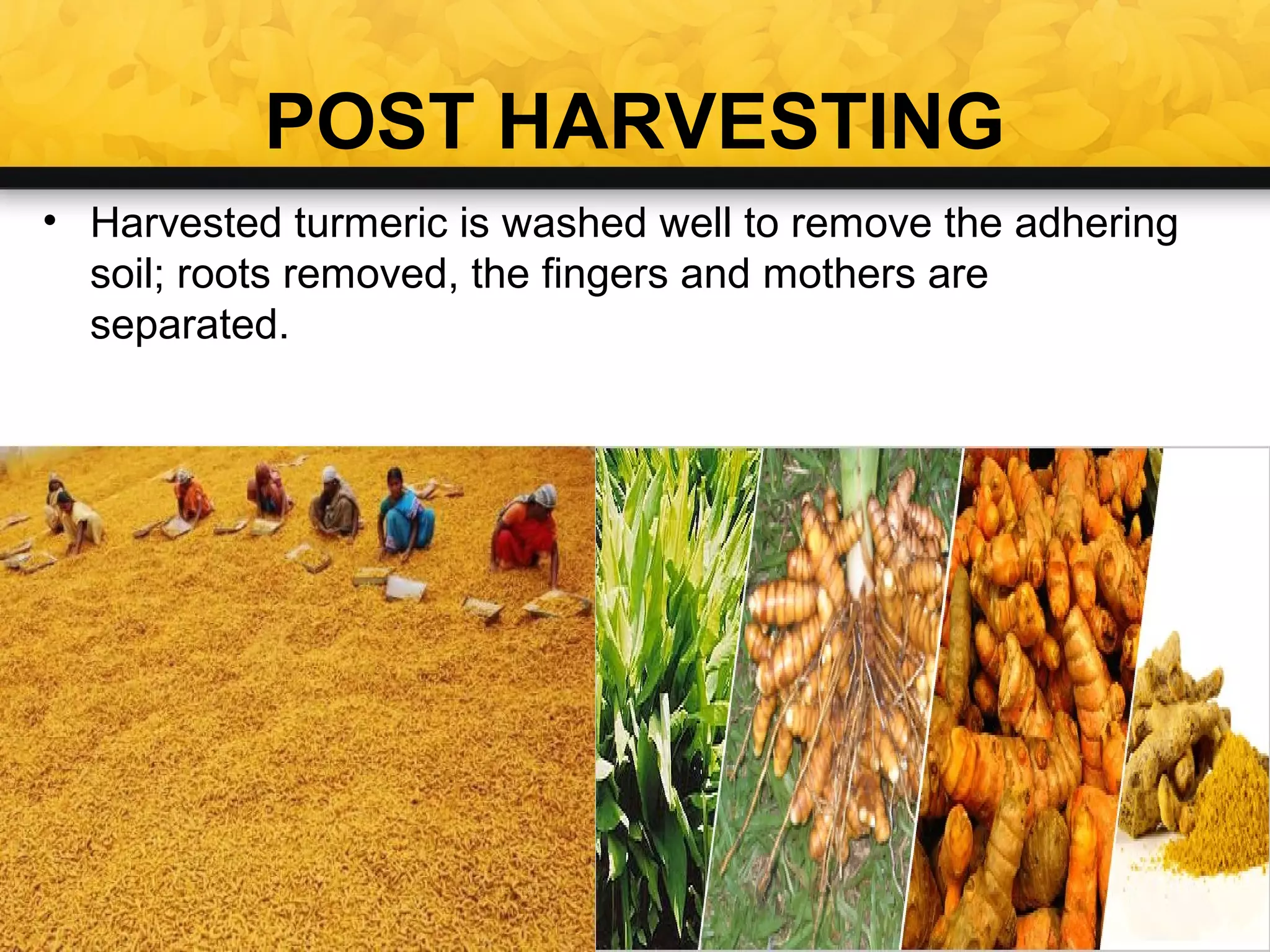 TURMERIC PROCESSING | PPT
