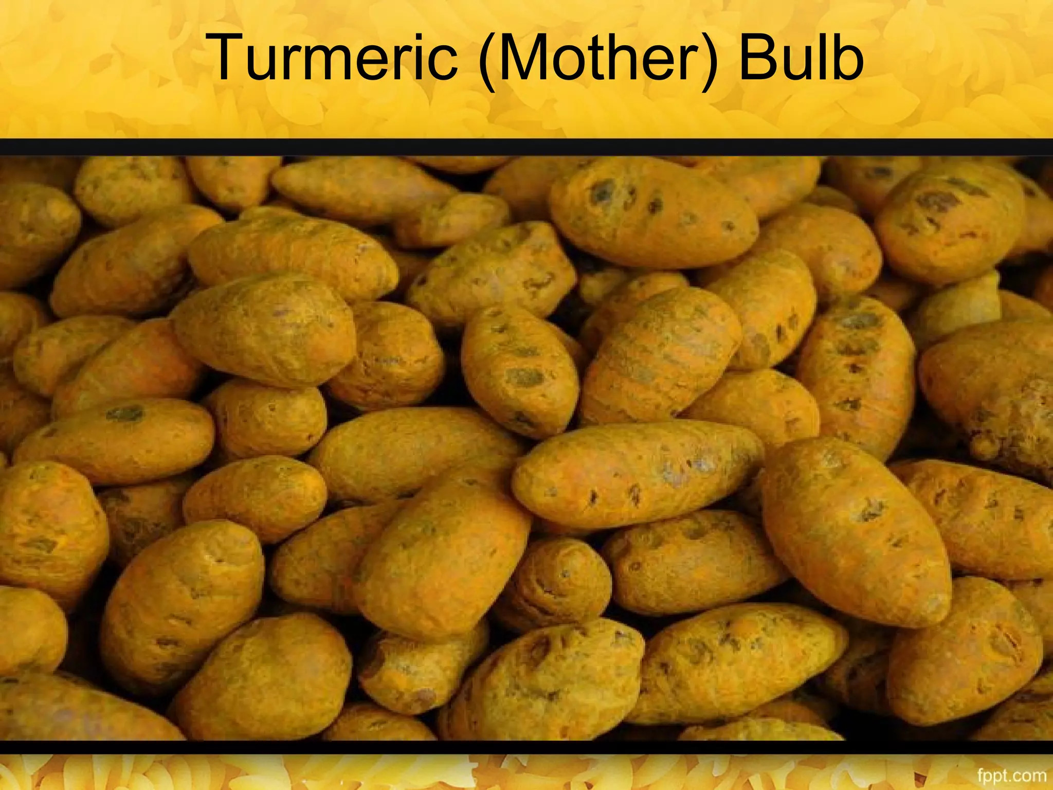 TURMERIC PROCESSING | PPT